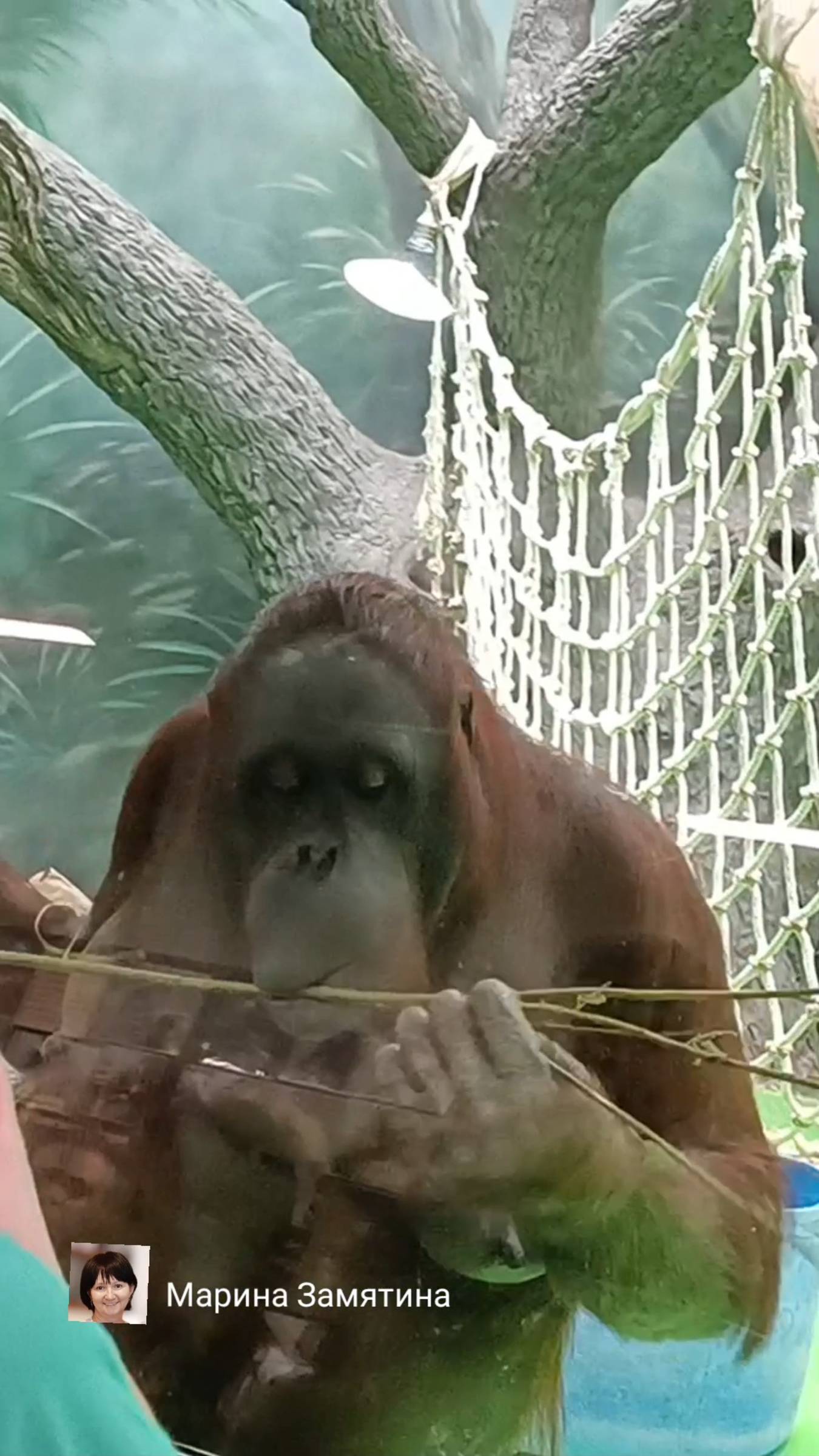 Самка орангутана Личана общается с посетителями.