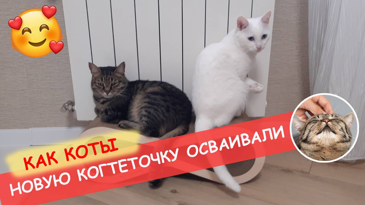 Как коты осваивали новую когтеточку😺🐾