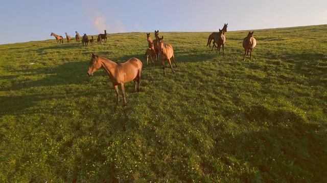 Лошади на горе Мехтыген в Кабардино-Балкарии.