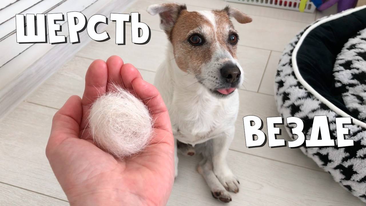 Утро началось не с кофе. У собаки началась линька