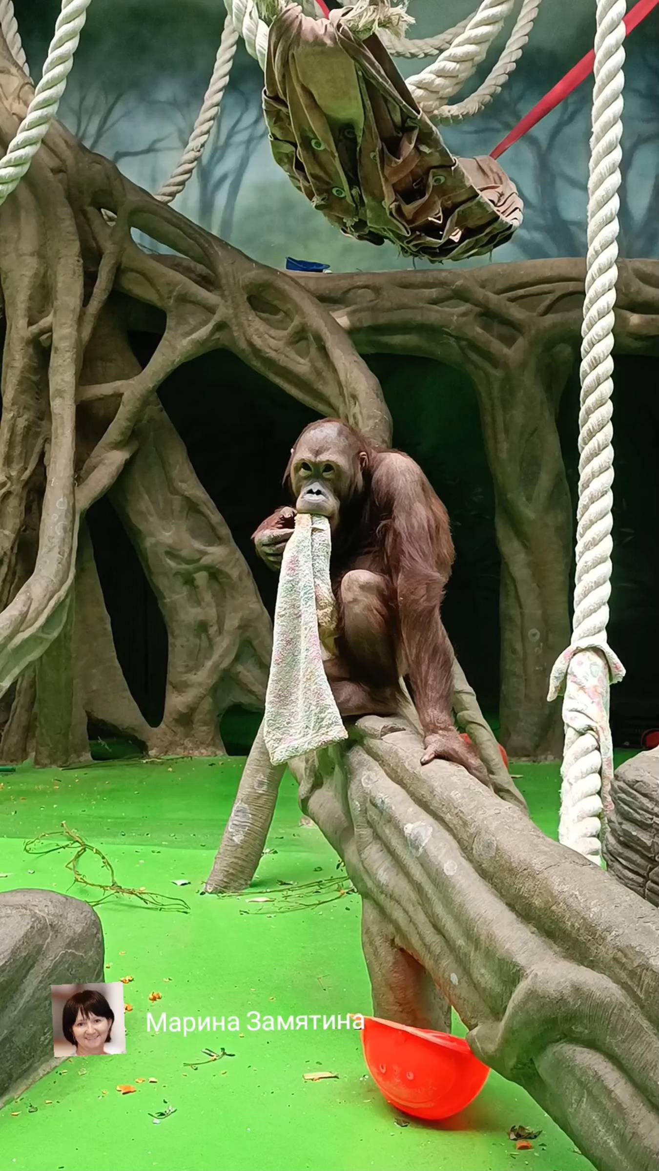 Орангутан самец Джелай.