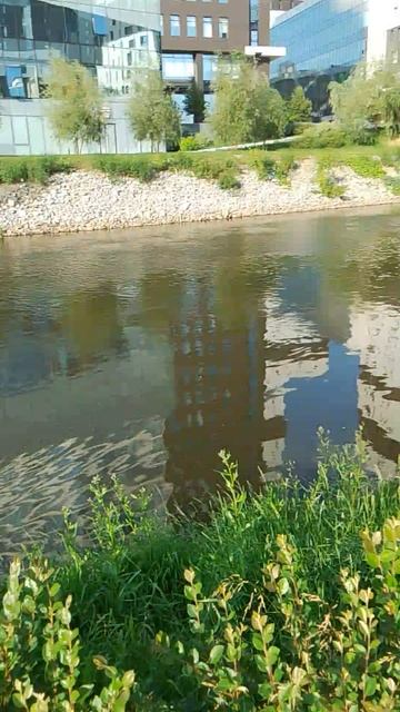 ирисы у моста