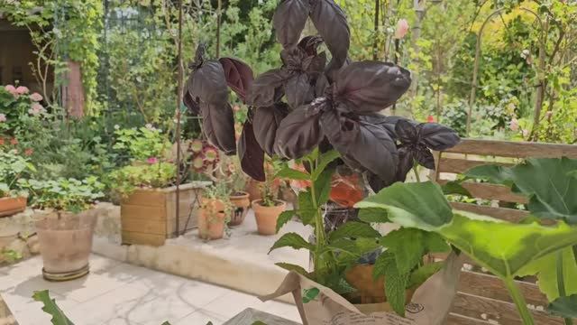 5-8 июня 2025 Сад-огород и жара во всех смыслах слова...