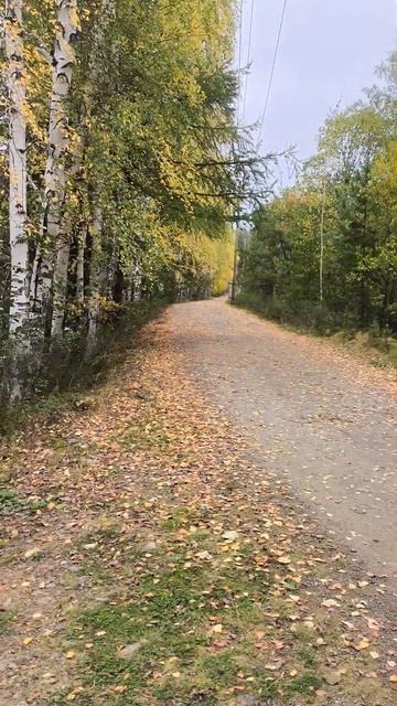 #озеро Чауж #собаки #водохранилище #природа #отдых #красота #горы #тагил #урал #путешествия #рыбалка