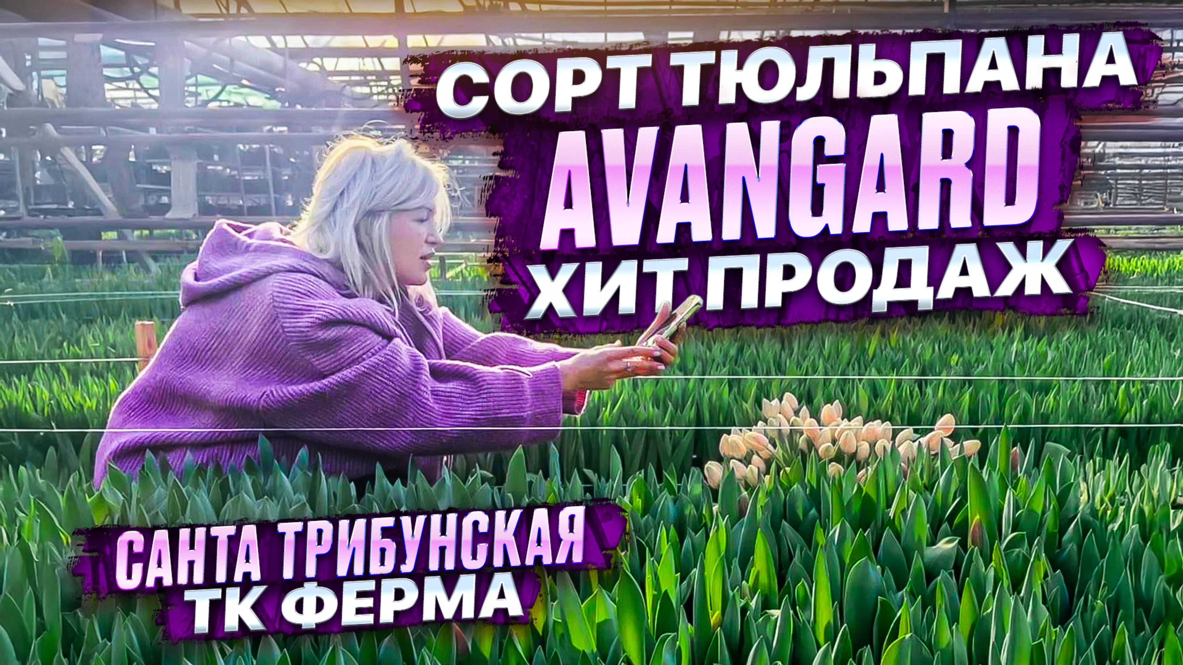 Сорт тюльпана АВАНГАРД