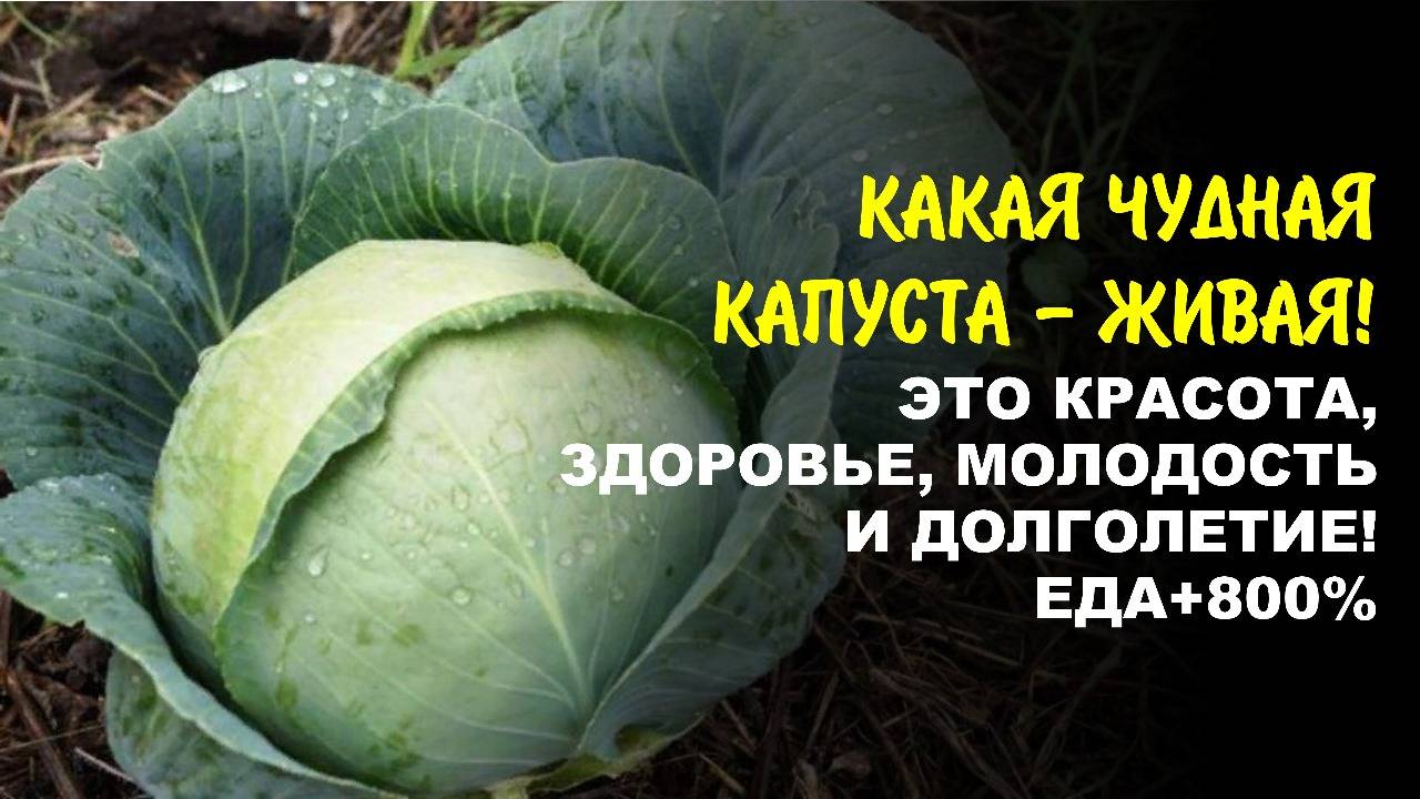 Как выращивать Еду +800% - живую капусту с экобиопрепаратом, без капли ядохимикатов.