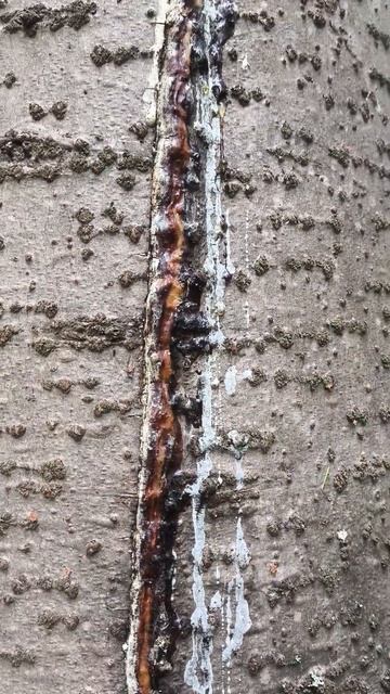 гора Дыроватик, смола #тагил #гора #природа #отдых #красота #travel #mountains