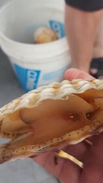 Морской гребешок