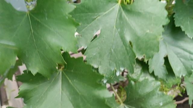 Как выглядят ягоды винограда на конец июня 2025 года