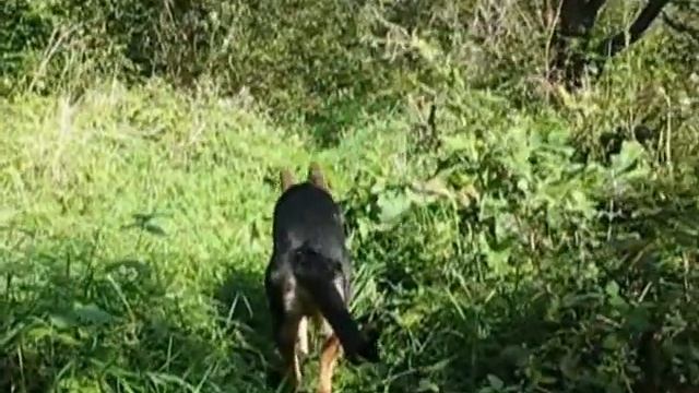 Осенняя прогулка (Sunflower)