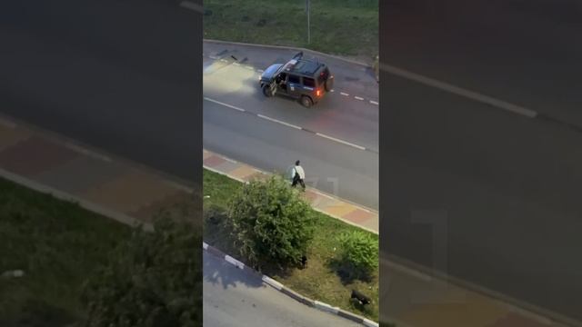 Стая бездомных собак чуть не загрызла мальчишку на бульваре Юности в Белгороде.