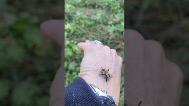 поход на гору Медведь-камень, Нижний Тагил, встреча со #шмель #гора #медведькамень #тагил #природа