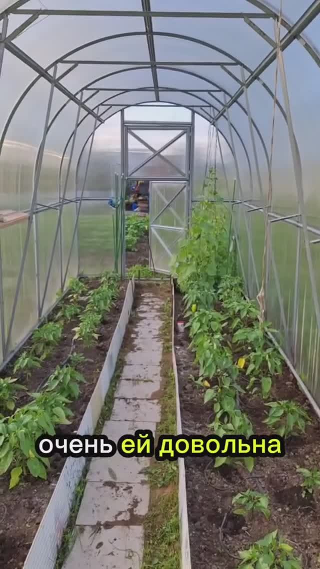 2 теплицы и 2 парника на дачном участке в Тверской области