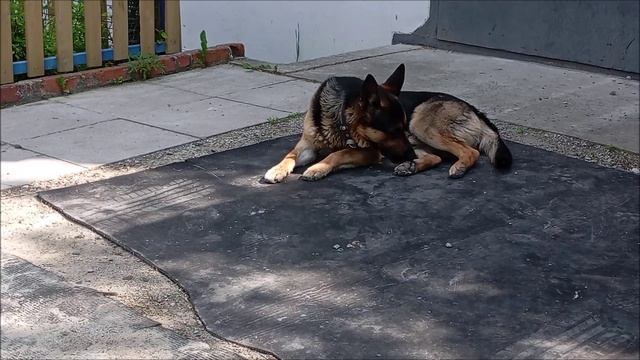 Собака. Том.