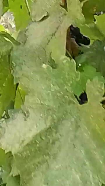 Осы жрут наш виноград.