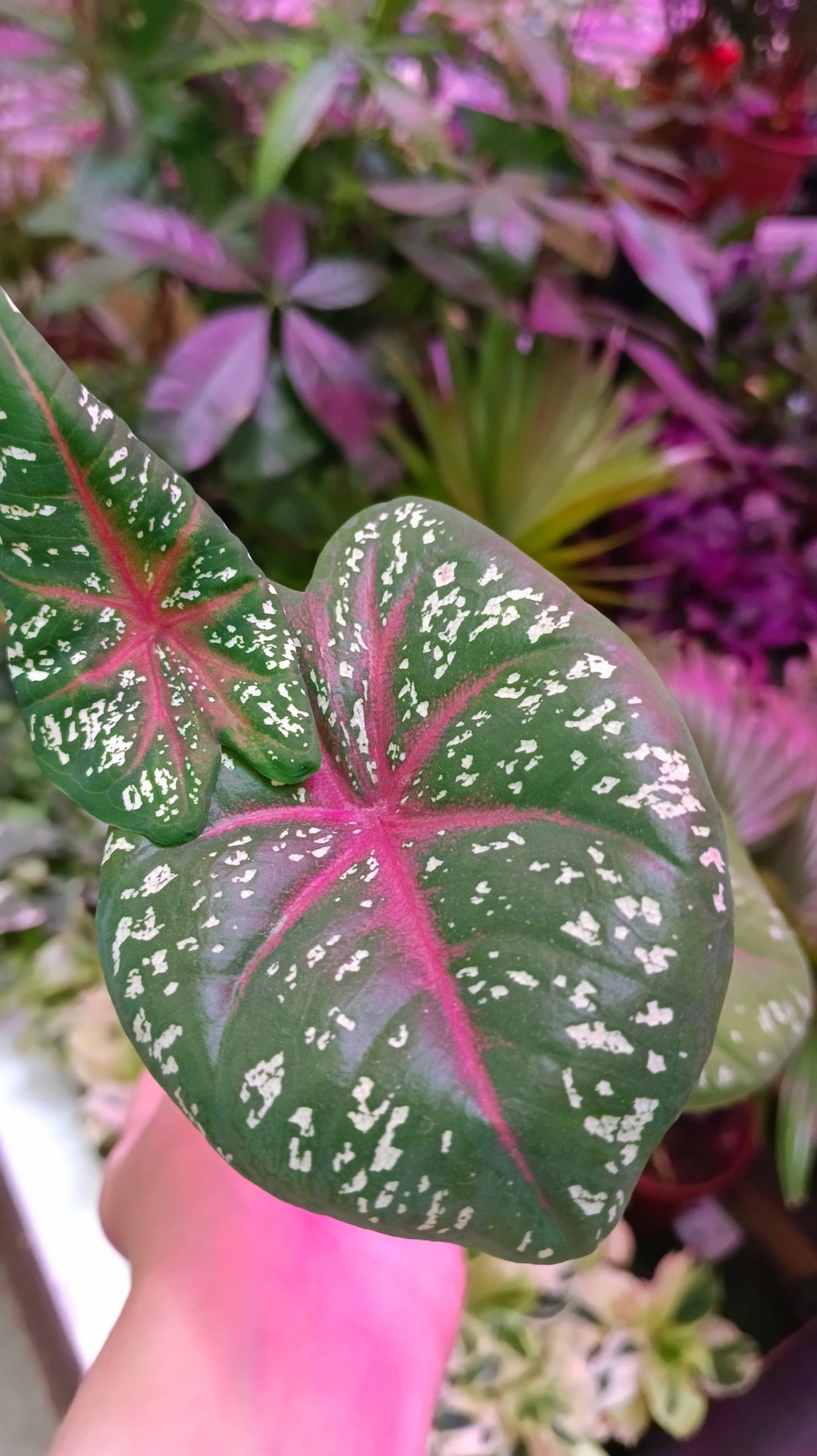 #shorts ✔️🌿Шикарные Цветочки в Лемана Про🌸июнь 2025