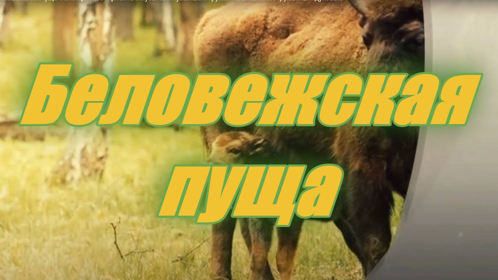 Беловежская пуща