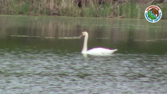 16.05.2025.Лебедь-шипун.Заповедник Большая Кокшага.Плывет по воде