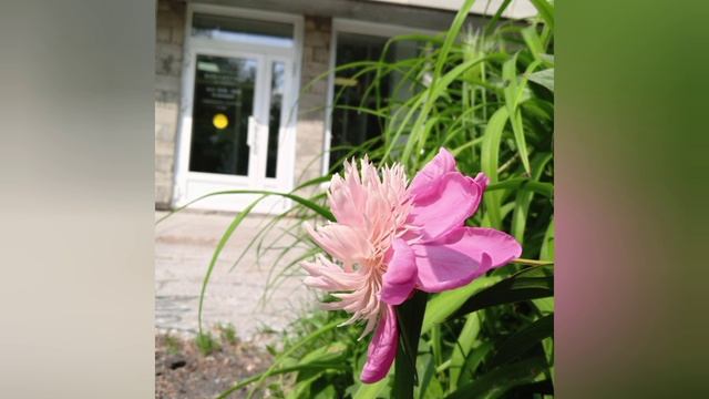 Лето в библиотеке