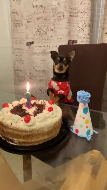 Собачка праздннует день рождения