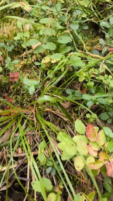 #река Чауж, ягоды #водохранилище #природа #отдых #красота #горы #тагил #урал #путешествия #рыбалка