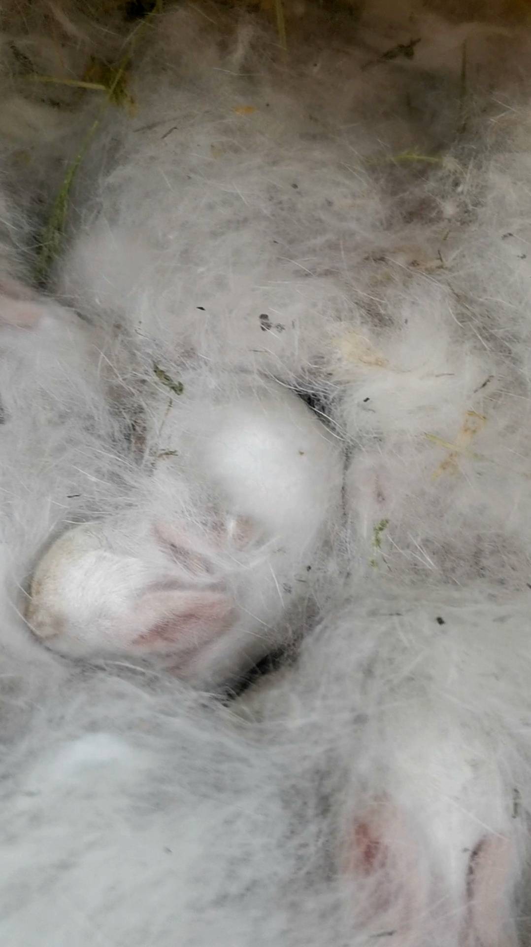 У НАС РОДИЛИСЬ КРОЛЬЧАТА