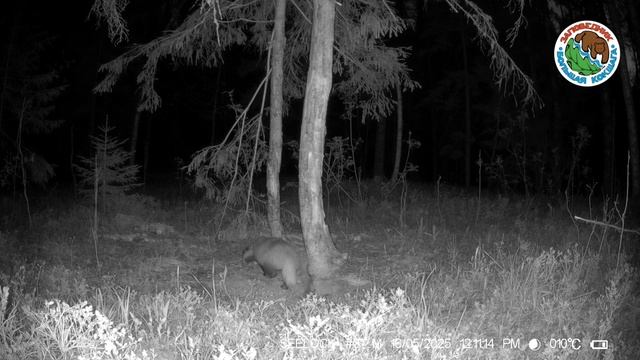 16.05.2025.Барсук.Заповедник Большая Кокшага.Ночью животное ходит и принюхивается