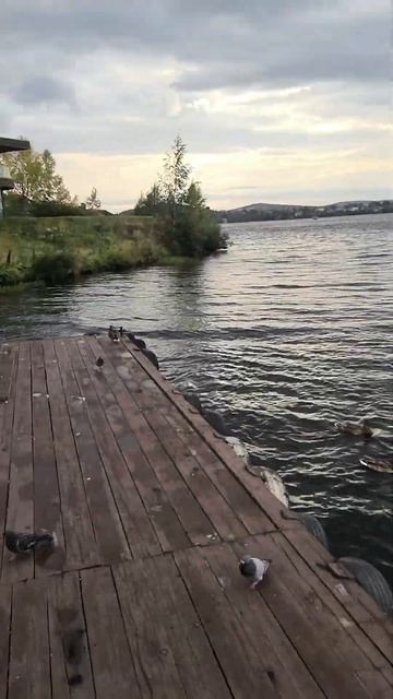 кормлю уточек, Нижний Тагил #утки  #водоём #набережная  #тагил #природа #travel