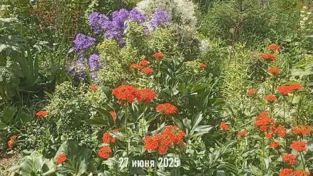 Городской цветник 27.06.25. Колокольчик молочноцветковый, чий вейниковый, мальвы, полынь