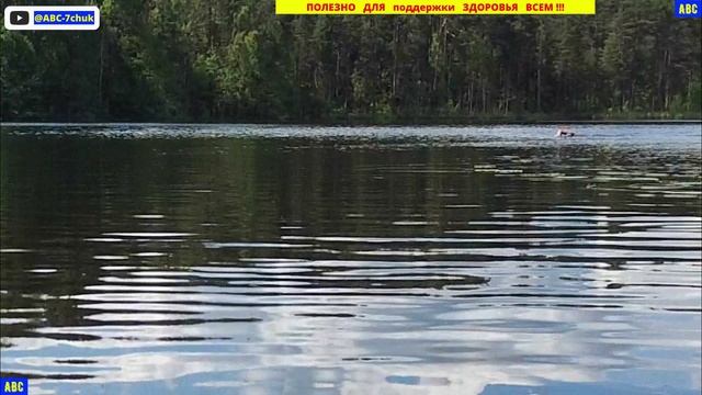 Заплыв впятницу 27.06.2025 (4К) #юныйпрадедюодрыйдед #авсарх