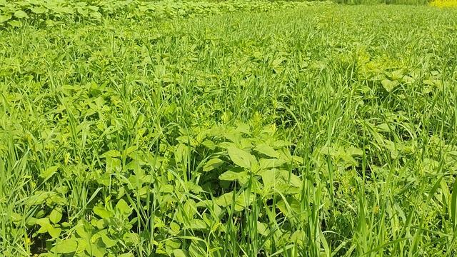 Очередная попытка вырастить полбу. Сорняк борется с полбой