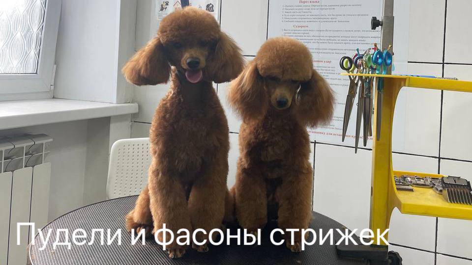 Разновидности пуделей и популярные фасоны стрижек для них