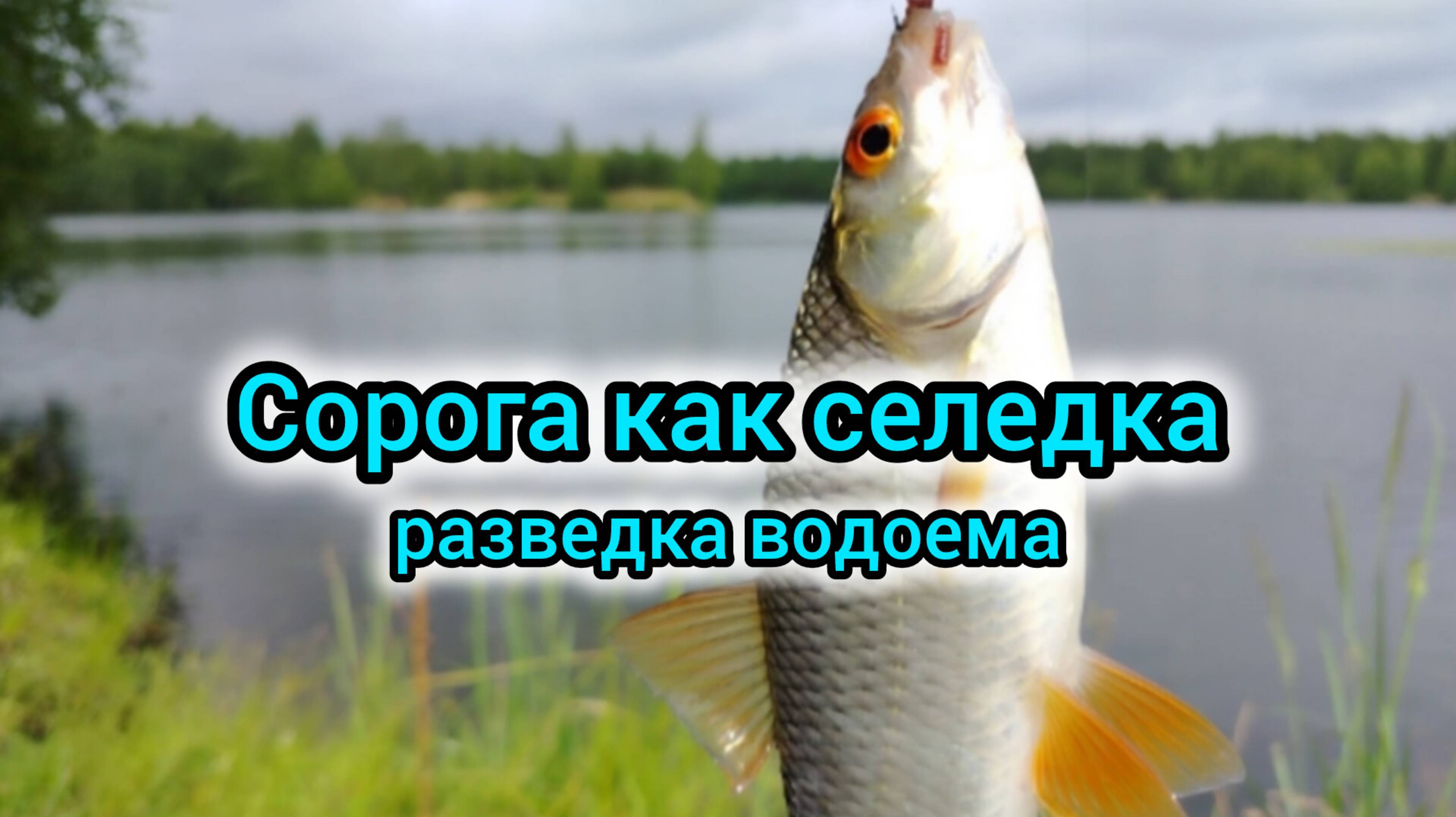 Сорога как селёдка. Разведка нового водоёма.