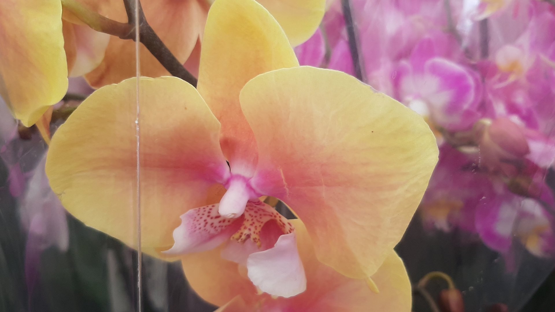 27.06.2025г. Замечательные биглипы по уценке и не только в с/ц Планета лета.