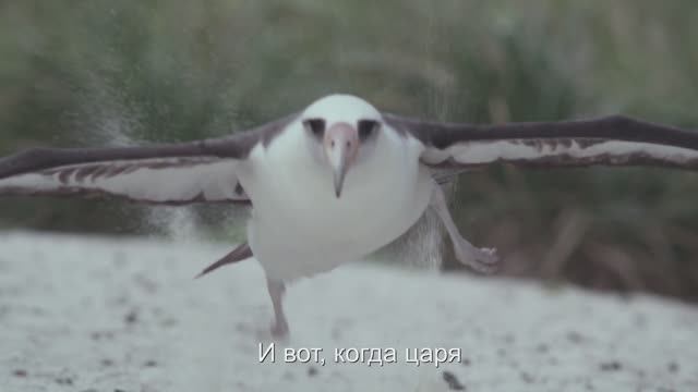 Джаз клуб над речкой Мокша. "АЛЬБАТРОС". Песня на стихи Шарля Бодлера