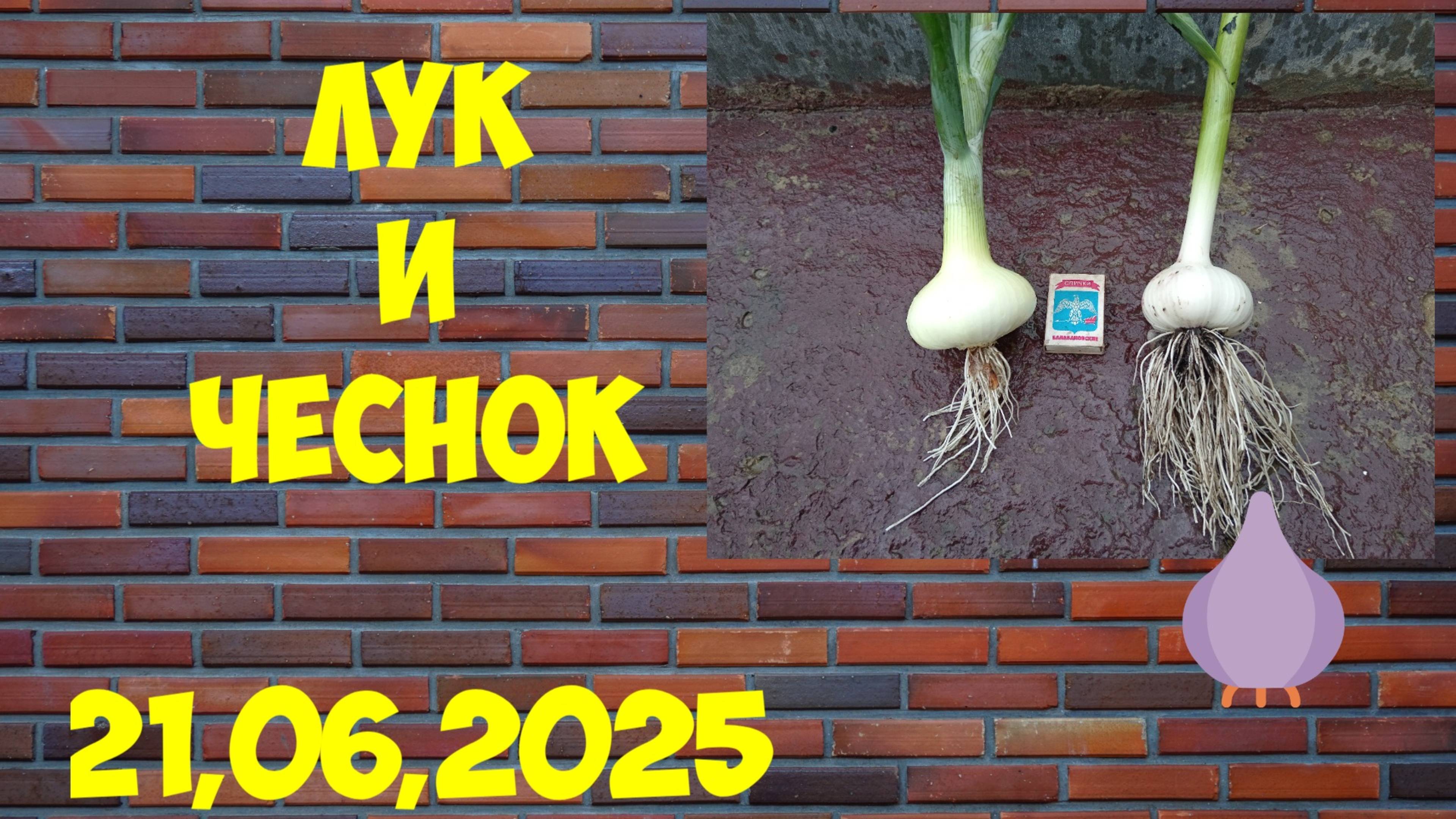 Лук и чеснок 21.06.2025