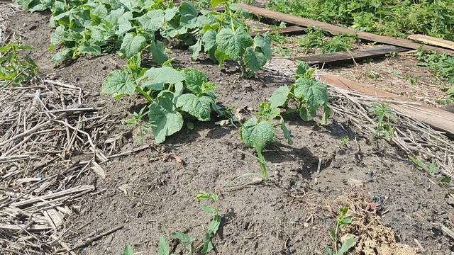 Огуречная грядка на сорняках