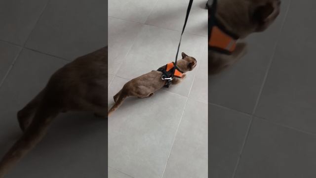 гуляем с Марсиком. #Каждое утро...