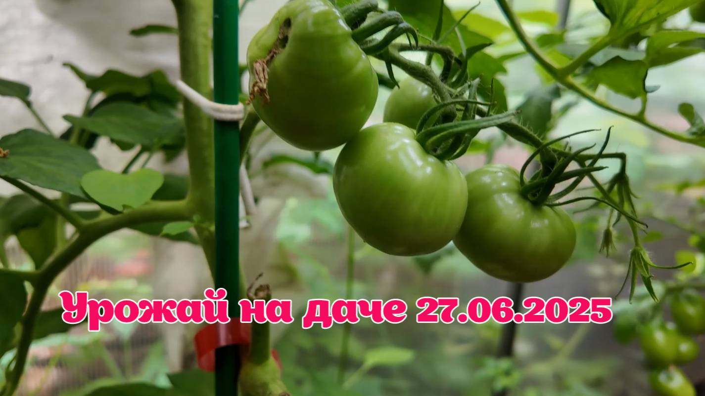 Урожай на приусадебном  участке 27 июня. Город Самара.