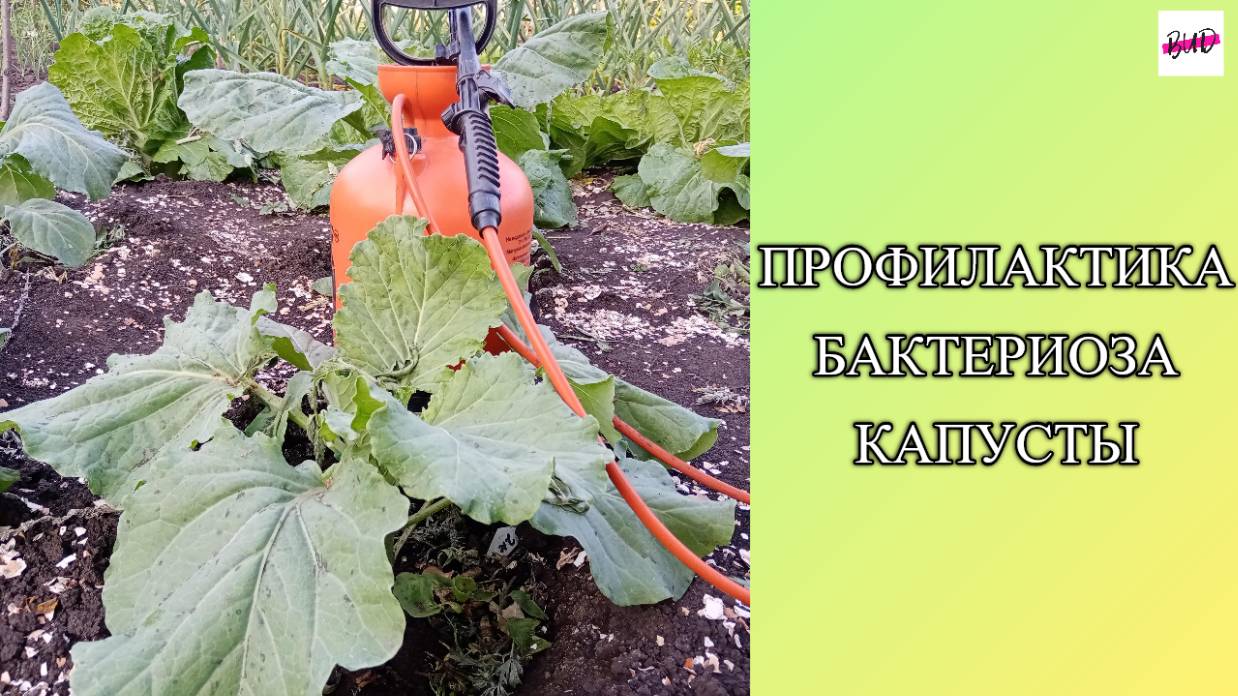 ПРОФИЛАКТИКА КАПУСТЫ ОТ БАКТЕРИОЗА.