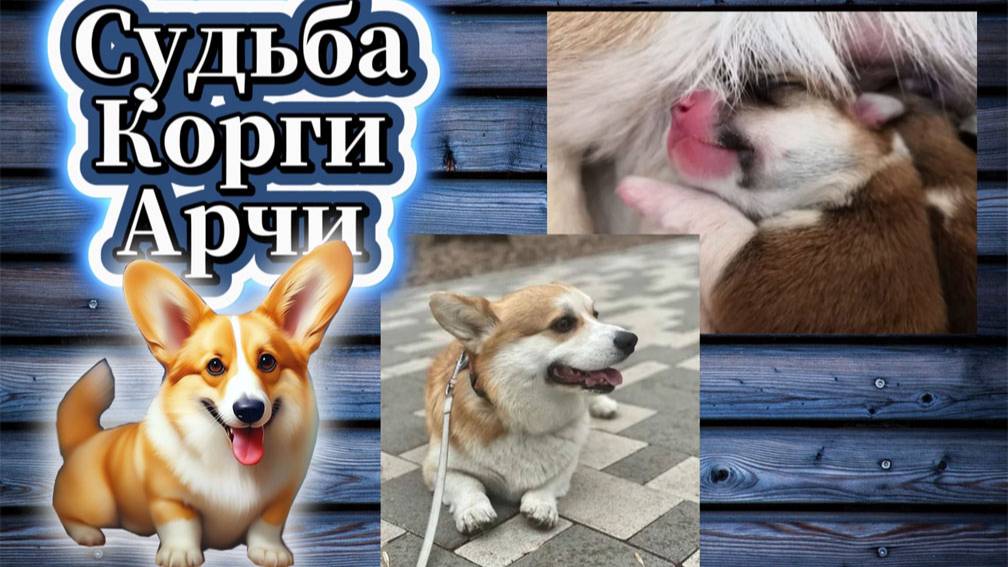 104-25! ТАТЬЯНА ГОТОВИТ КАРТОФЕЛЬ С ТУШЁНКОЙ И  ПОВЕДАЕТ КАК ПОЯВИЛСЯ У НАС КОРГИ АРЧИ🐕