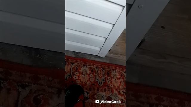 милый котик 6 серия 4 сезона