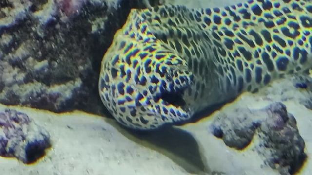 Москвариум на ВДНХ