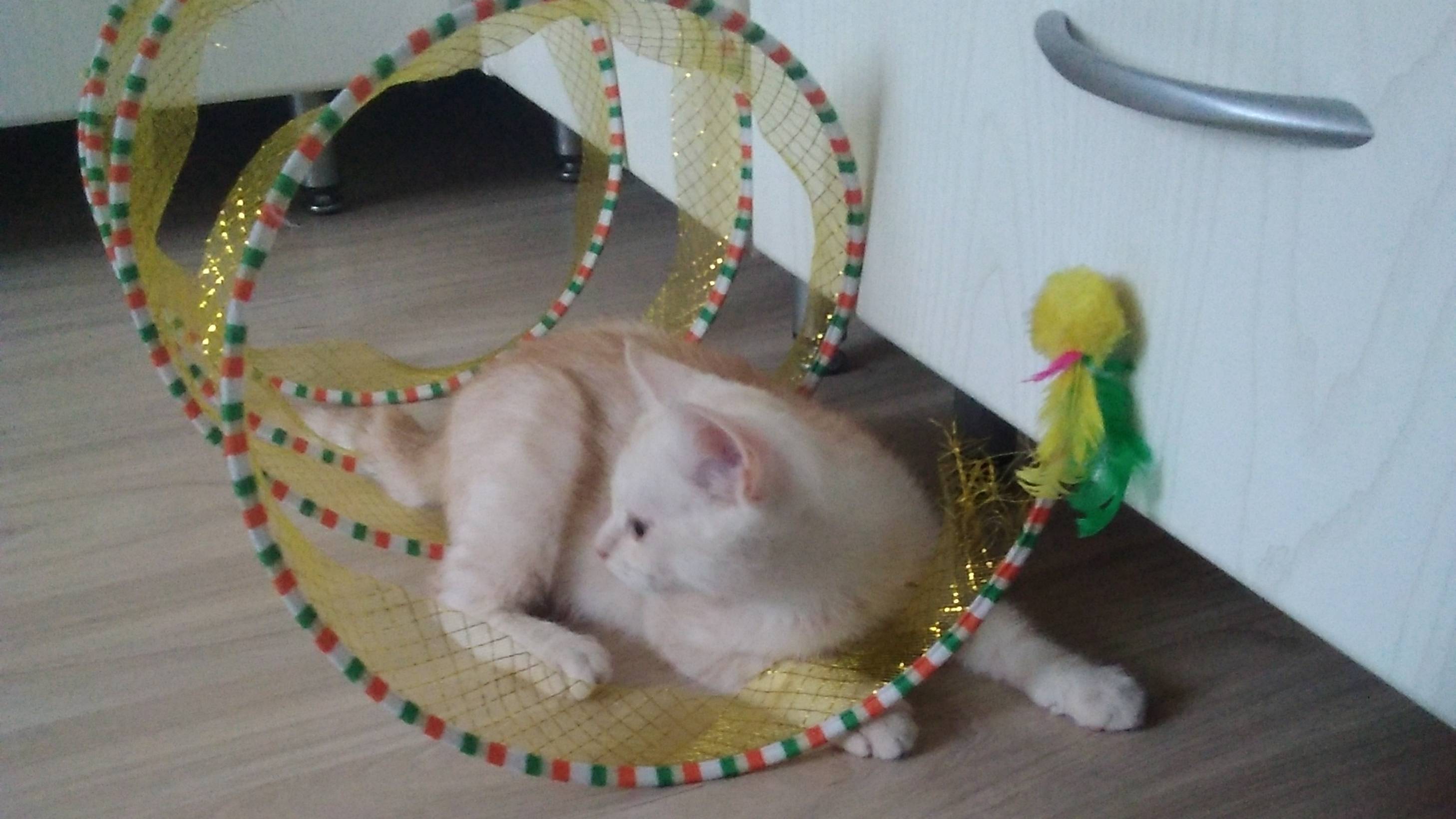 ПОЗНАКОМЬТЕСЬ МОЙ КОТ ПЕРСИК!