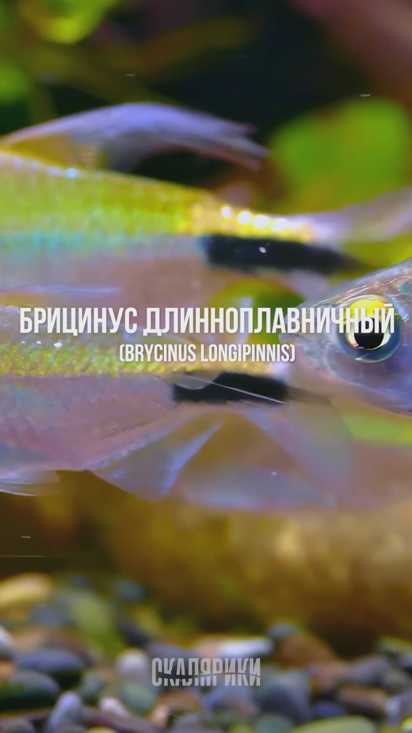 Африканская тетра - Брицинус или Конго длинноплавничный