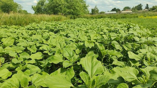 Натуральные семечки с Кавказа старый сорт 

не гмошную