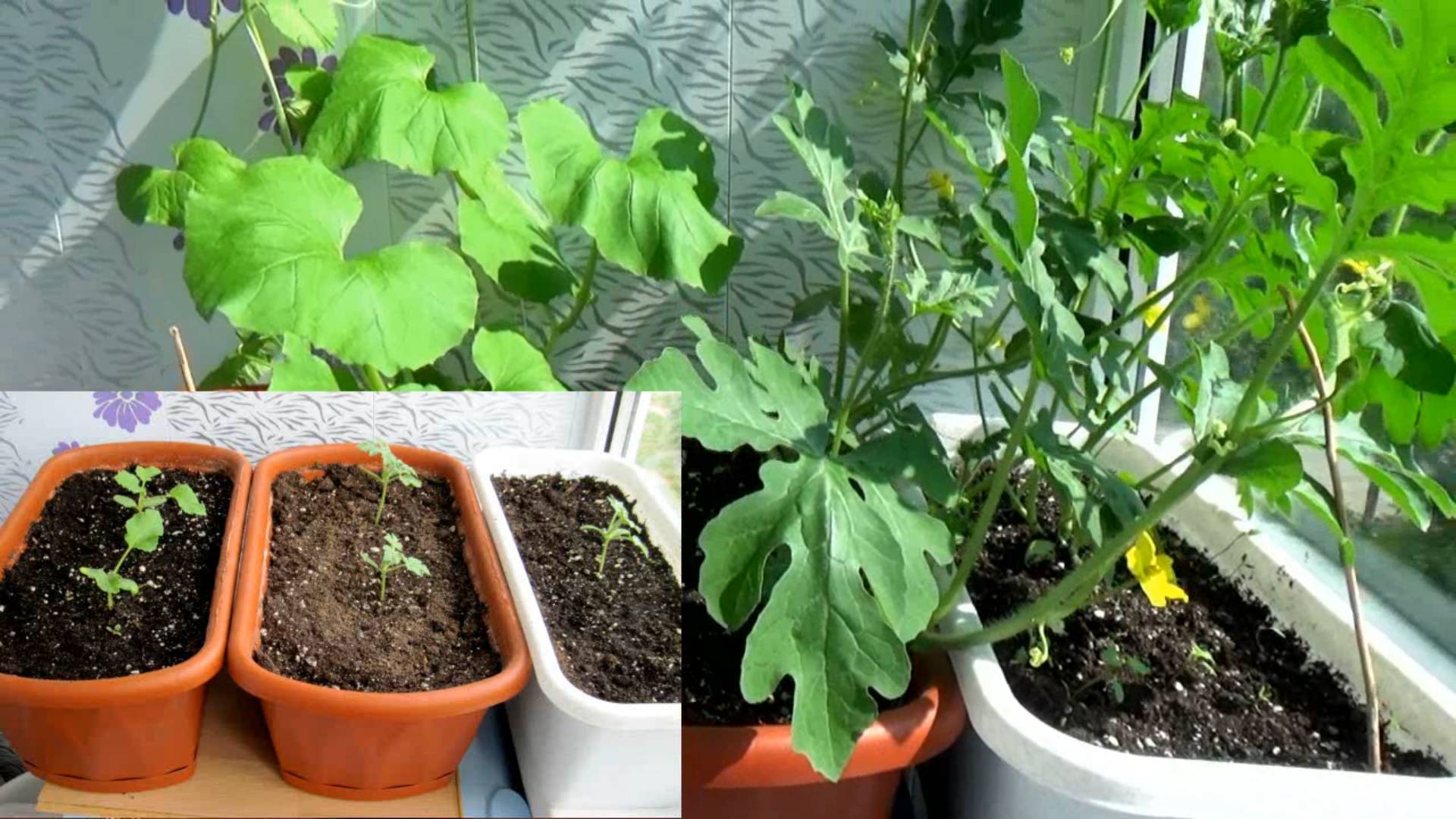 Арбузы и дыни на балконе. Процесс искусственного опыления