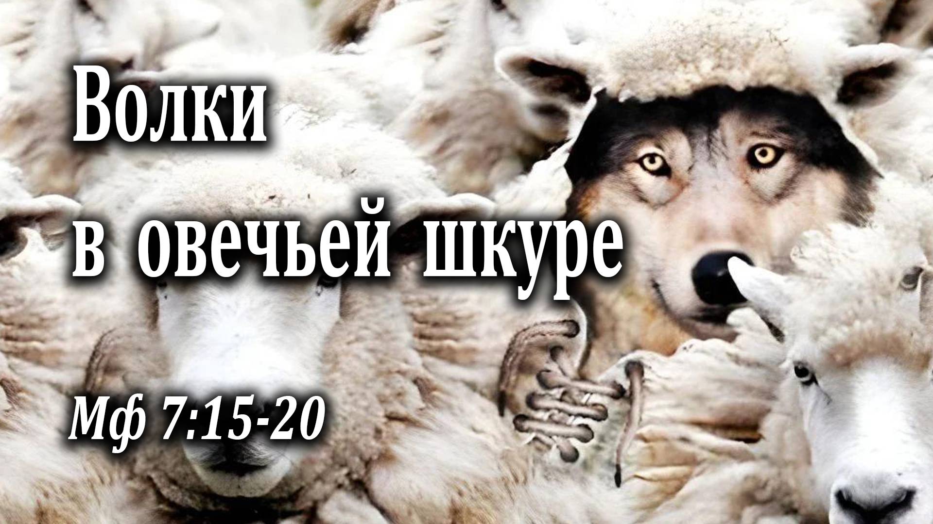 20.11.2022 "Волки в овечьей шкуре" Мф 7:15-20 Левшин Денис
