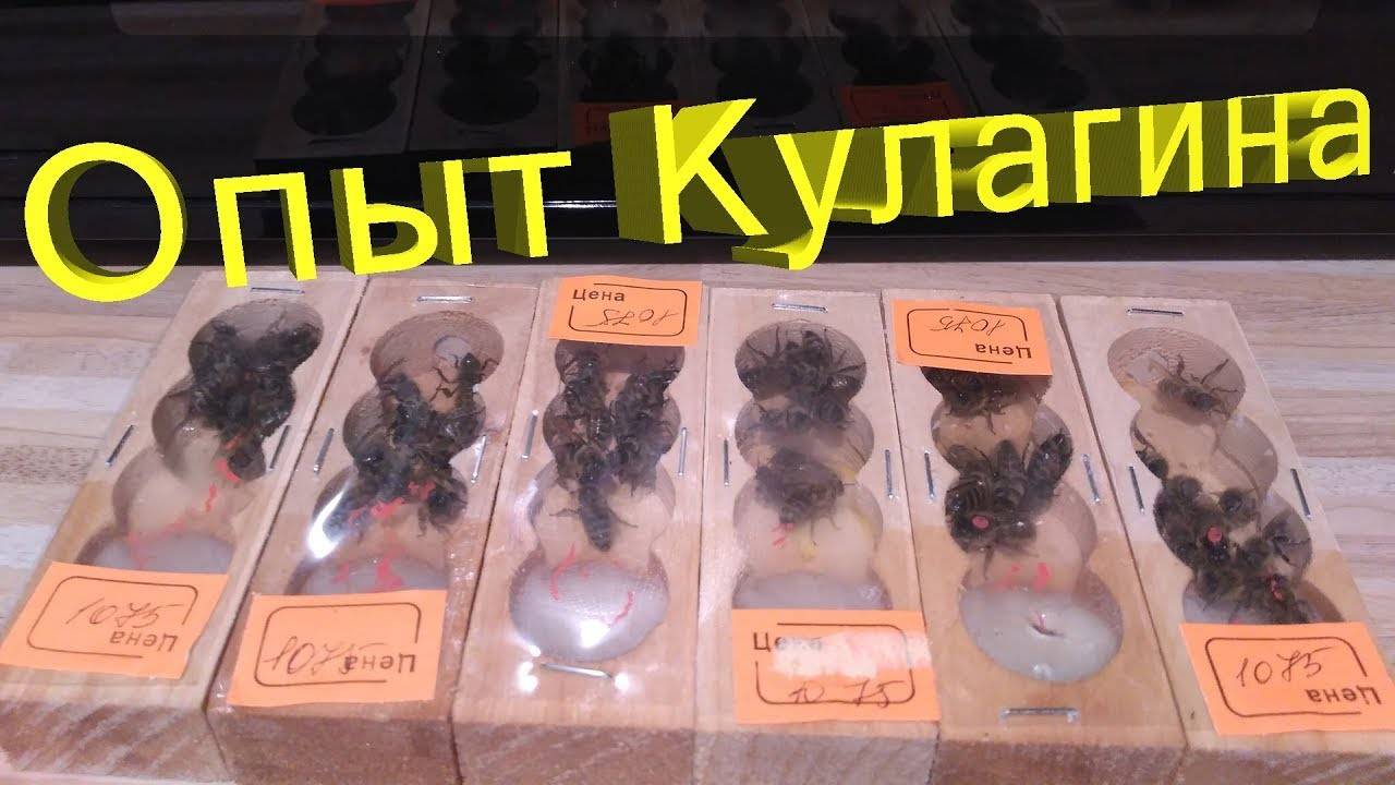 Опыт Кулагина: Как ограничение спаривания влияет на пчёл? Разбор Кашковского