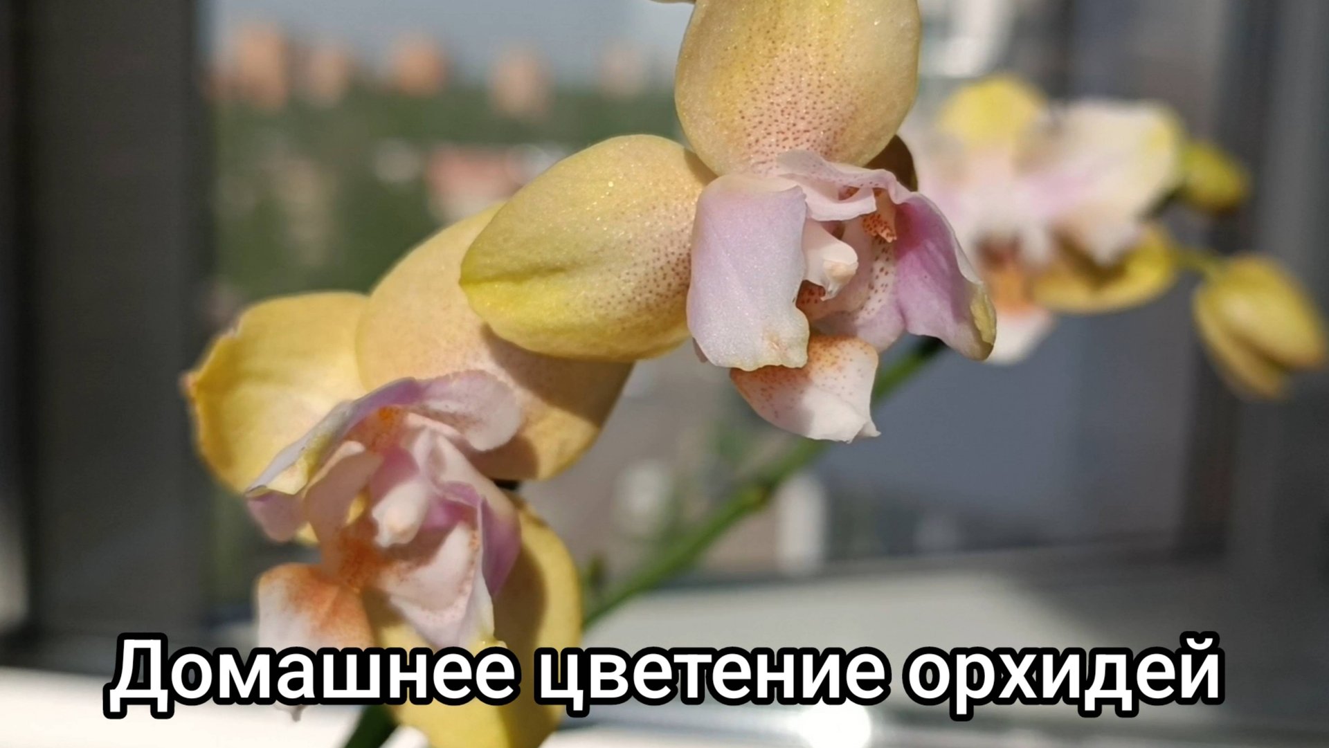 Очарование орхидей: красота и изящество в каждом цветке 🌸🌸🌸